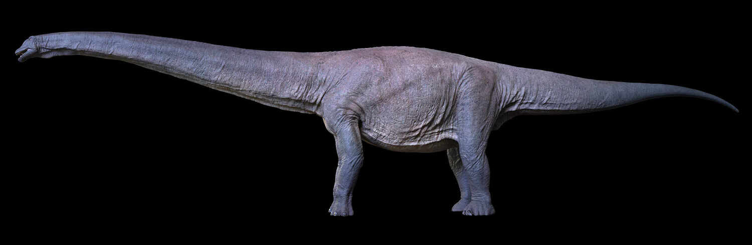 LIFE-SIZE Dinosaurs, Megalodon and other creatures for WA Museum Boola ...