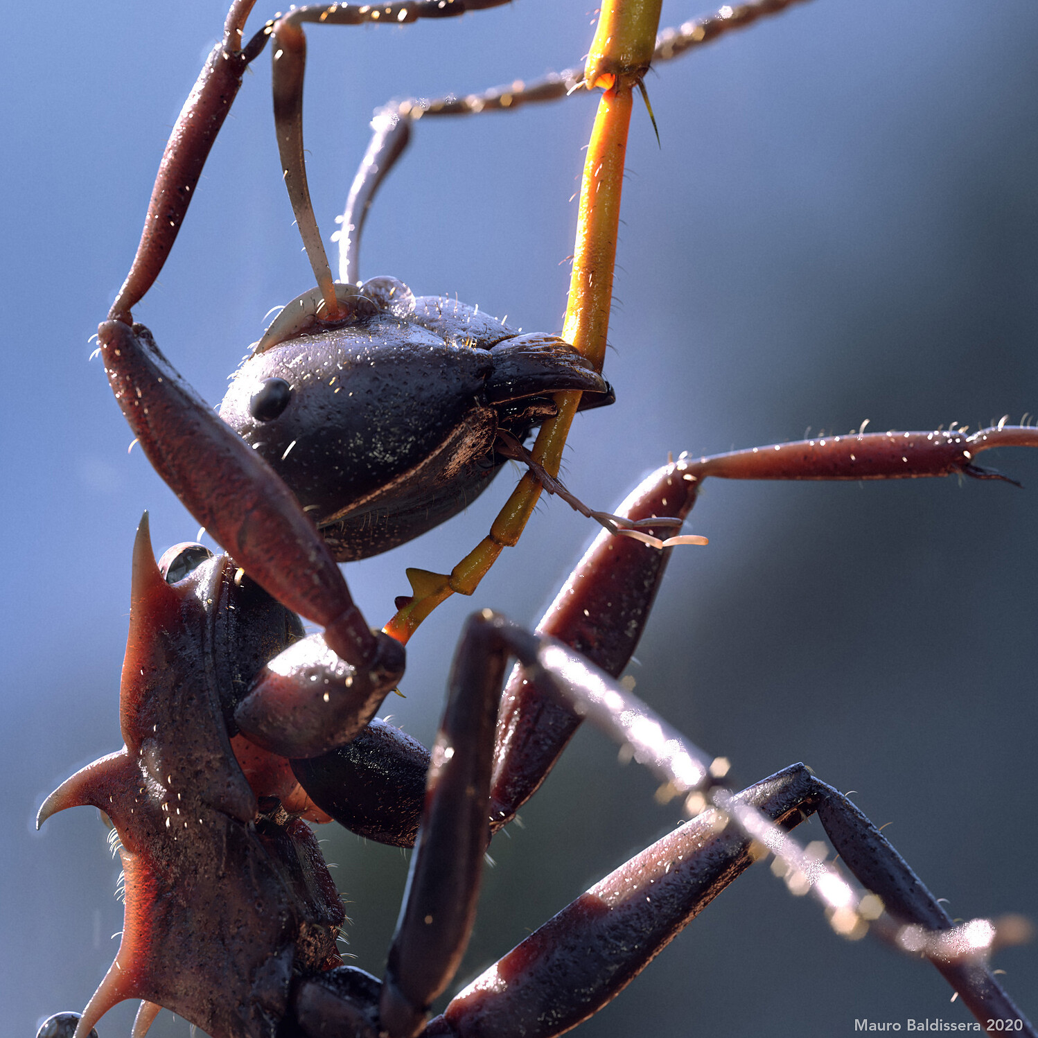 Bugs War, Ant VS Wasp - ZBrushCentral