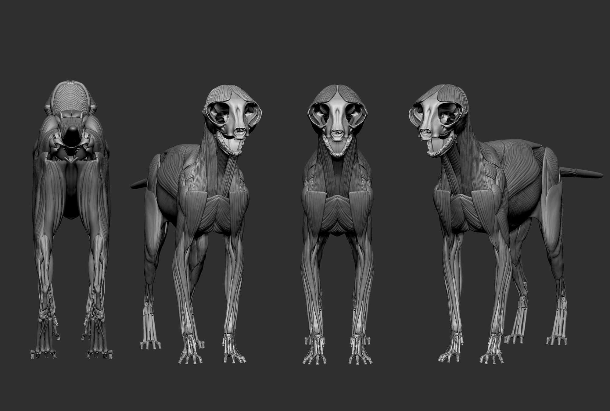 Sphinx cat - ZBrushCentral