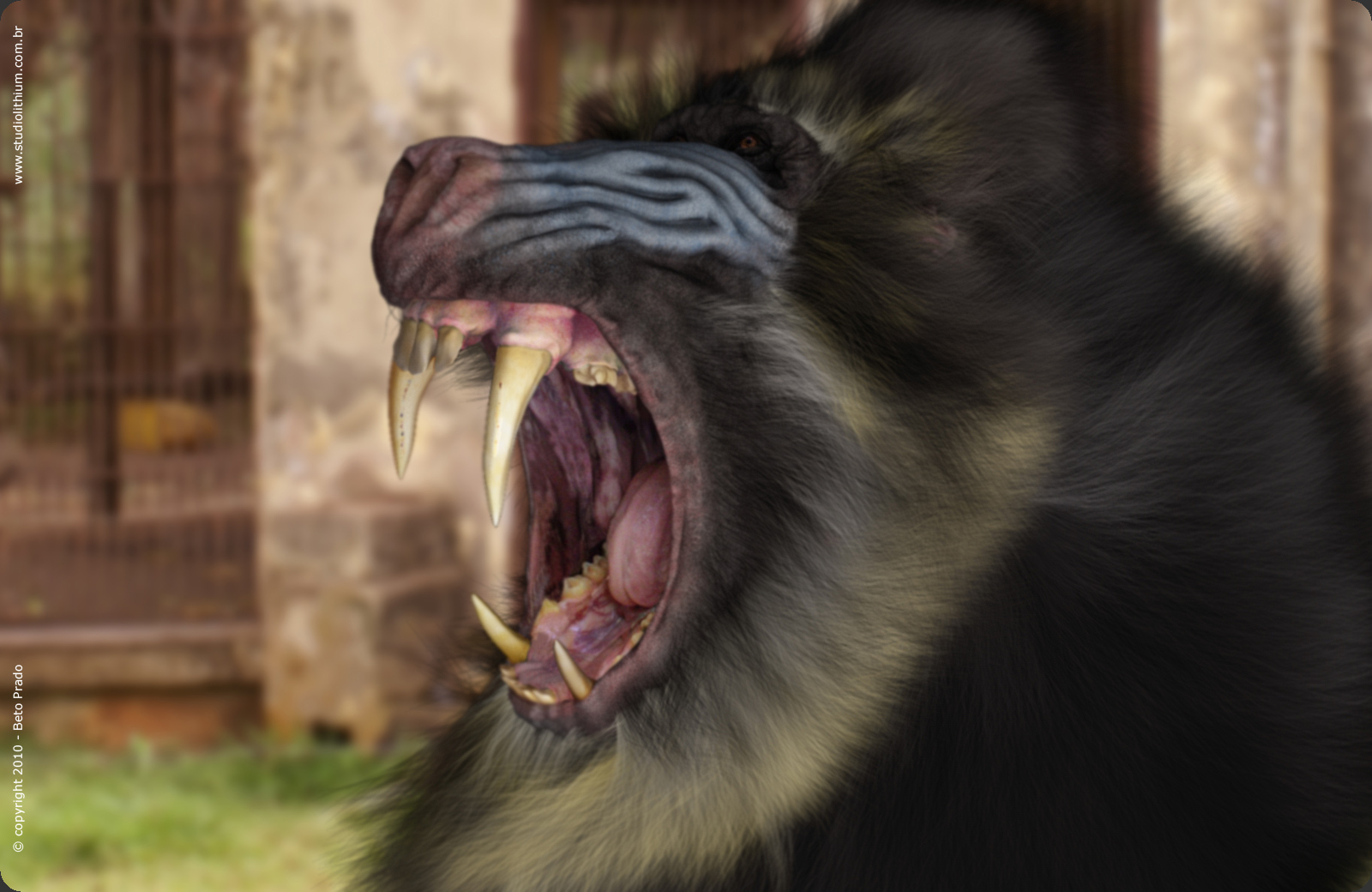 Angry Mandrill Baboon