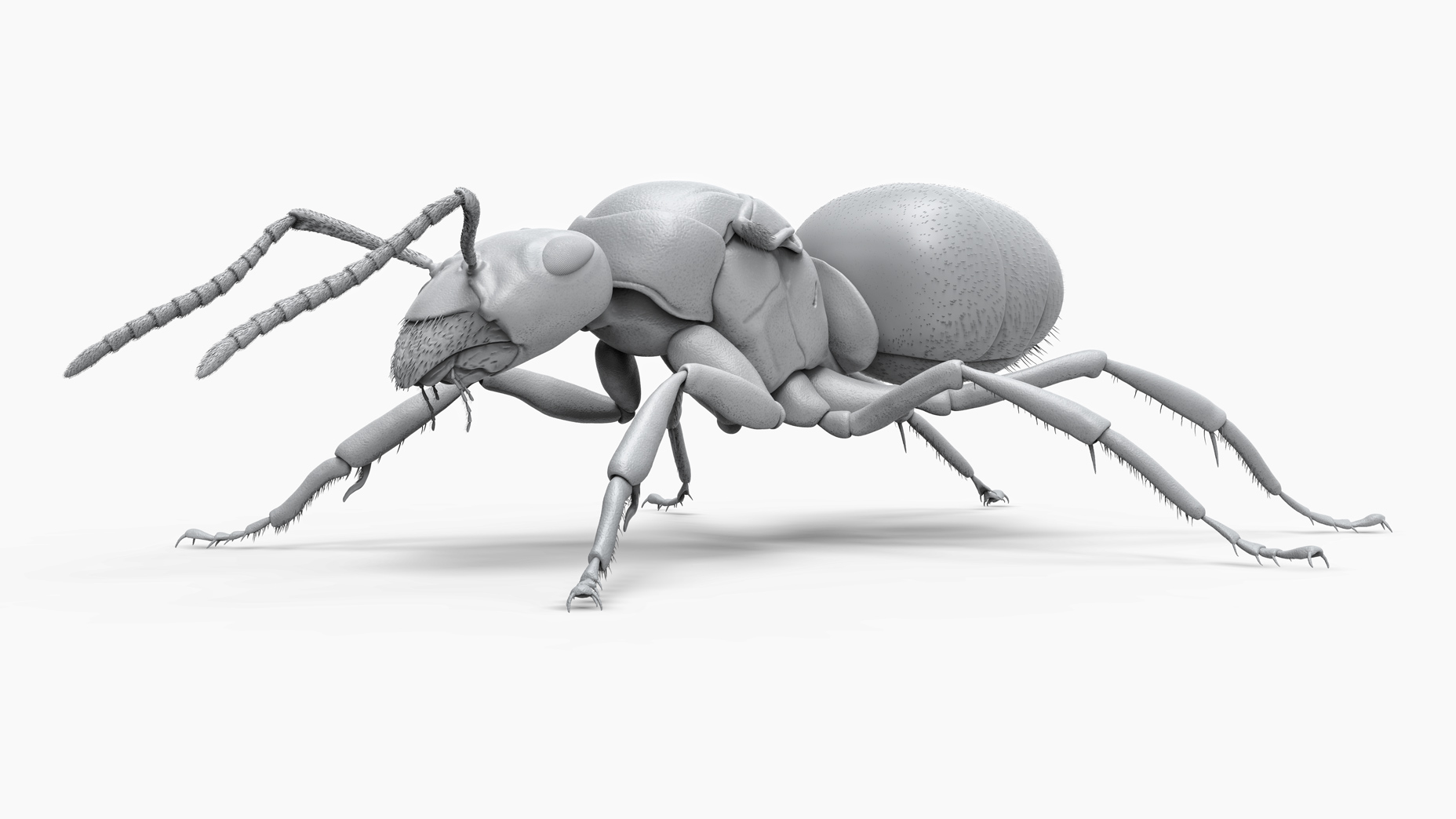 ZBrush GREAT for insects - ZBrushCentral