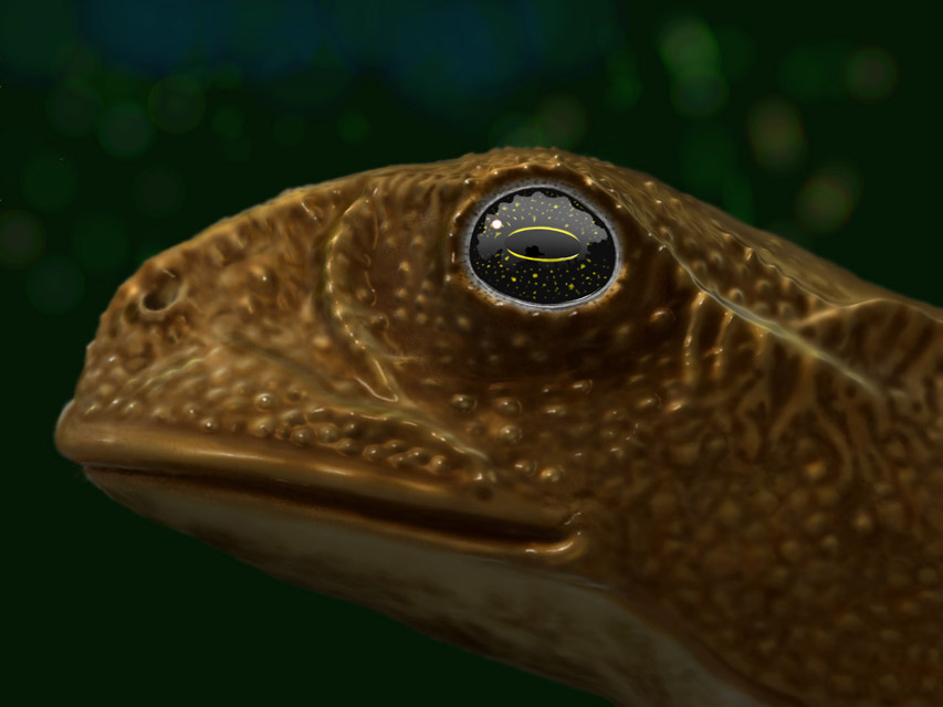 Order: Anura - ZBrushCentral