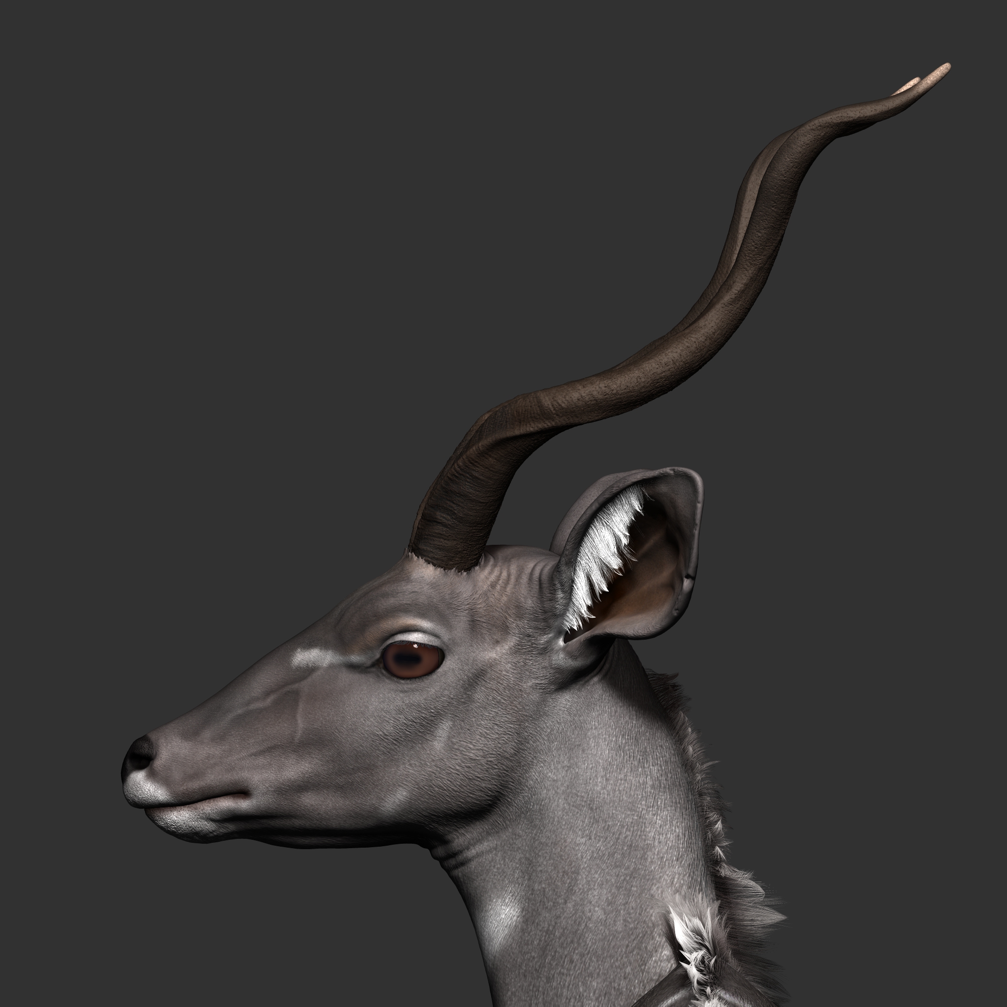 Lesser Kudu : - ZBrushCentral