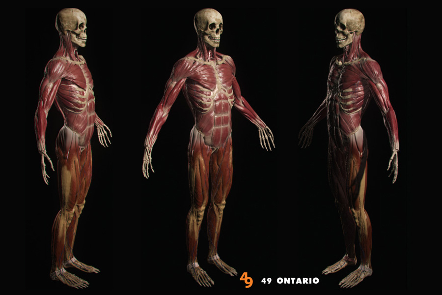 Curious Deaths, Anatomy - ZBrushCentral