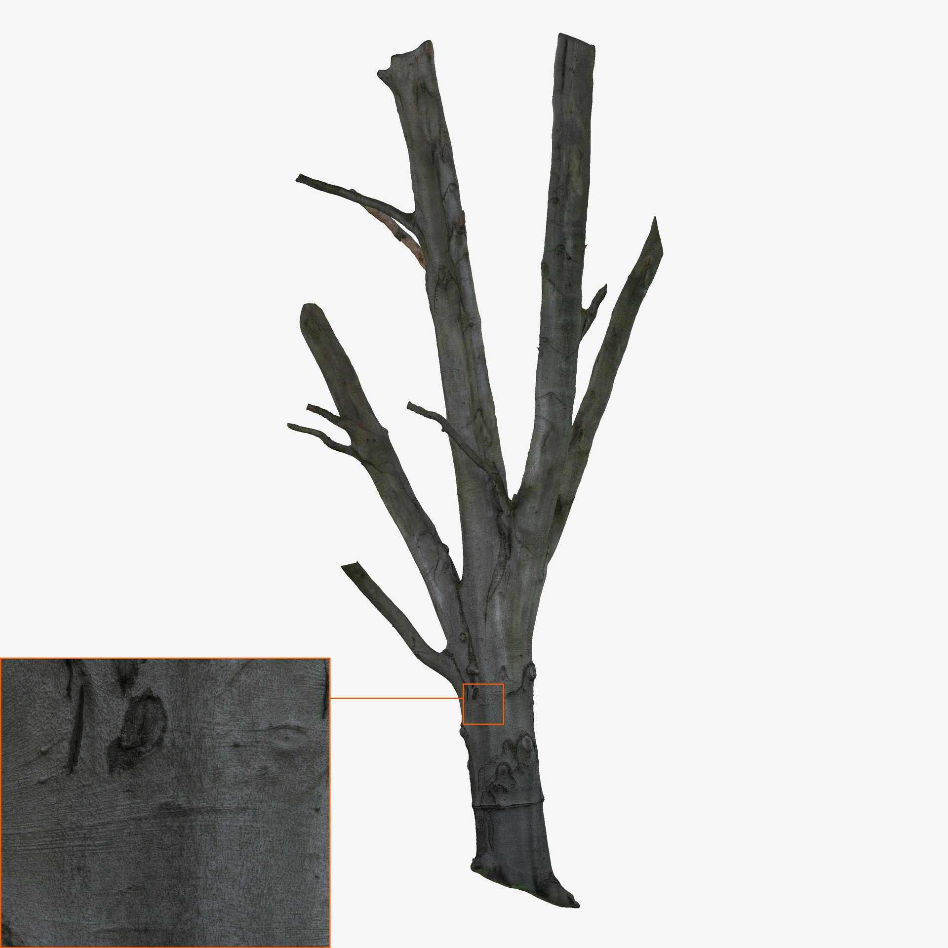 Tree Trunk 3D model textured - ZBrushCentral