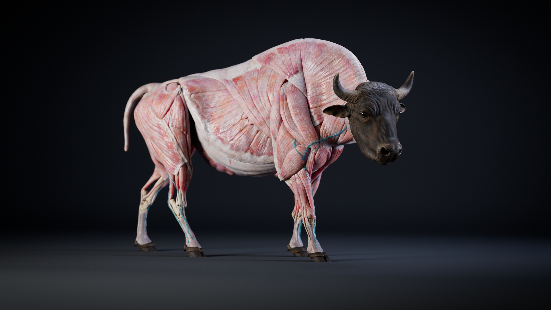 bison muscle structure