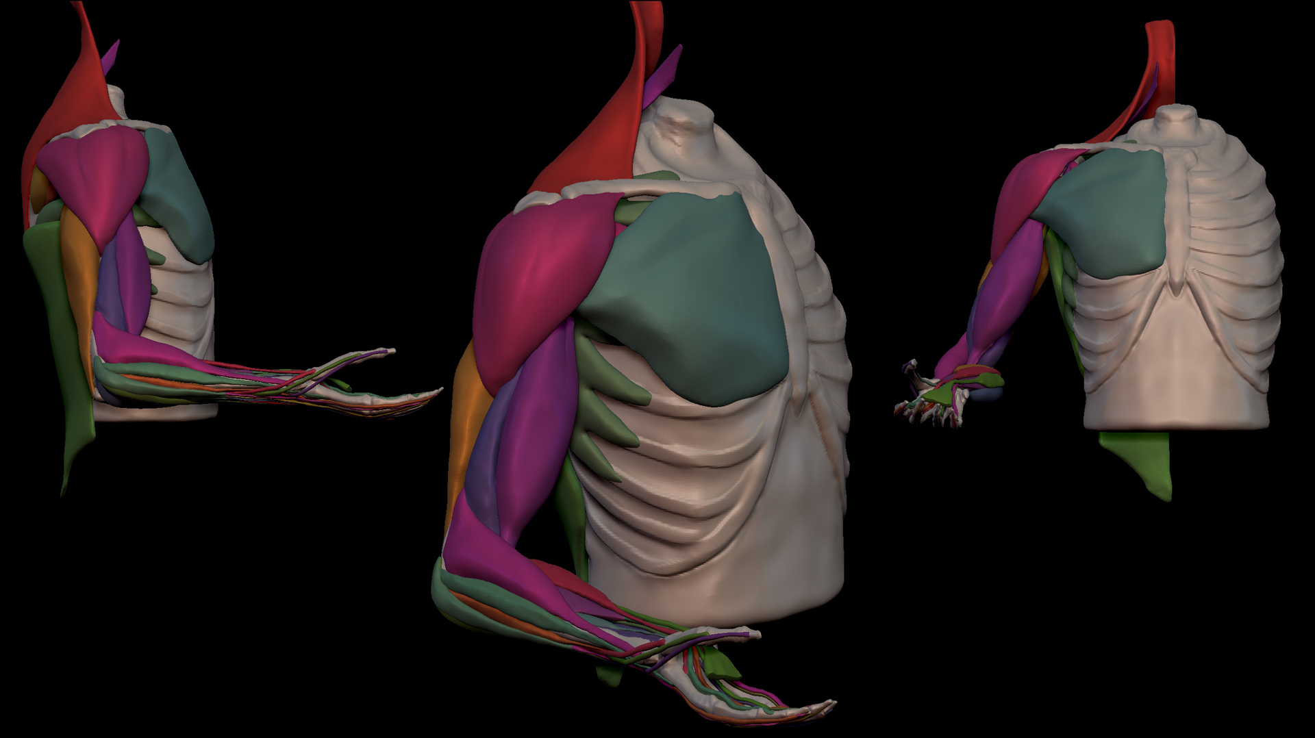 Ecorche Anatomy Videos - ZBrushCentral