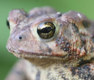 Benyat sketchbook - ZBrushCentral