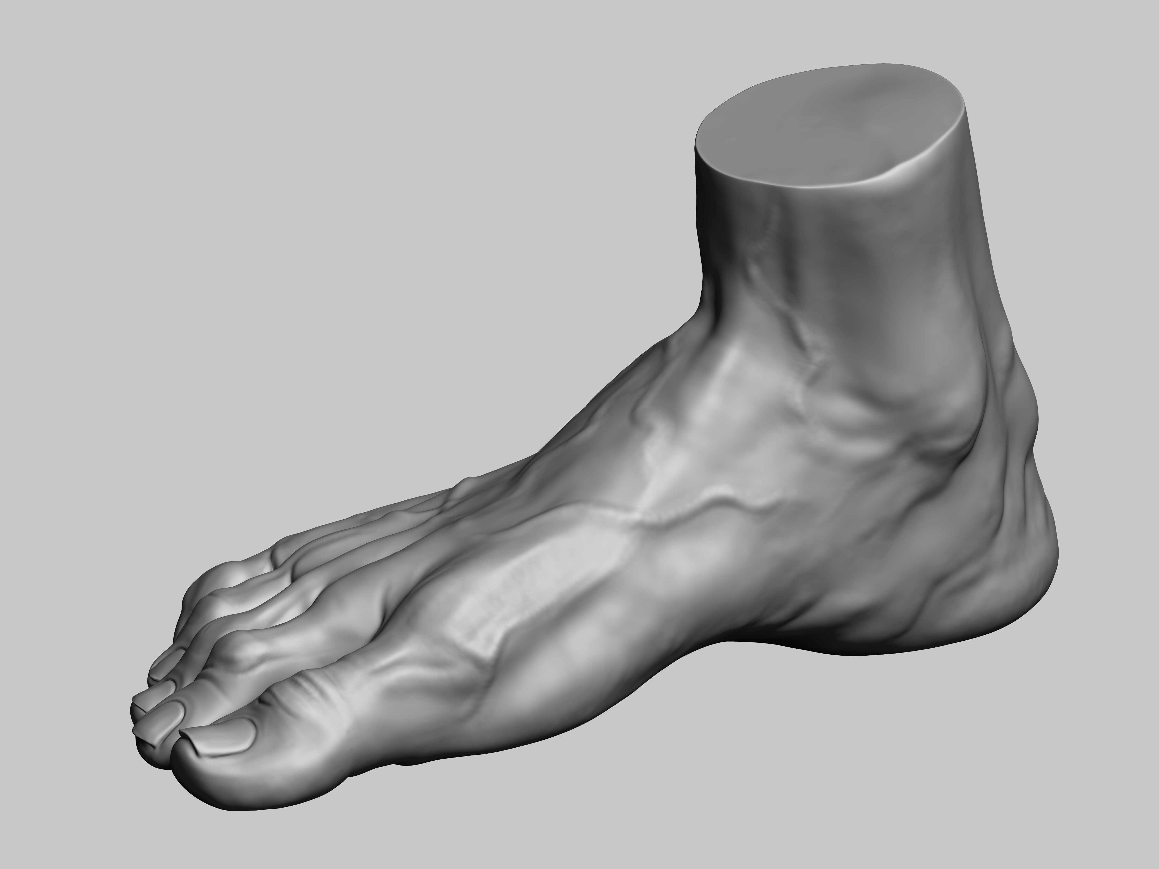 Foot study - ZBrushCentral
