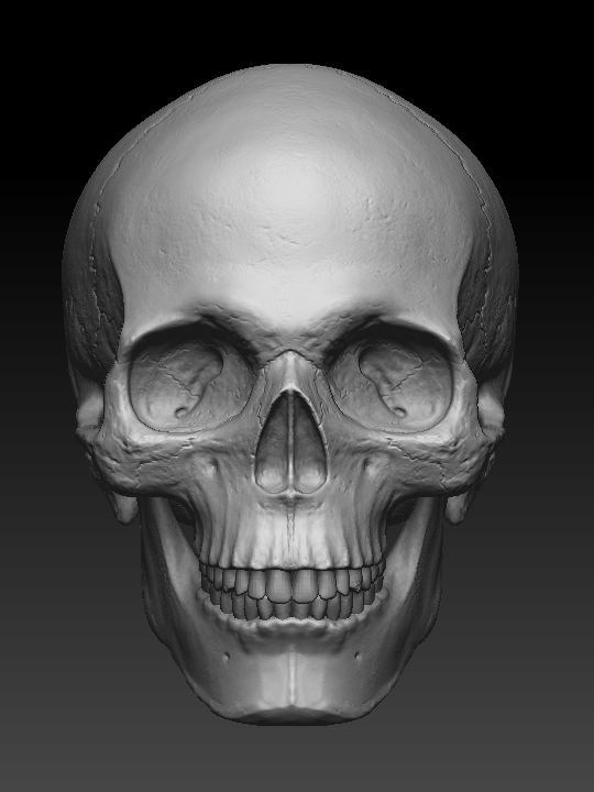 Human skull - ZBrushCentral