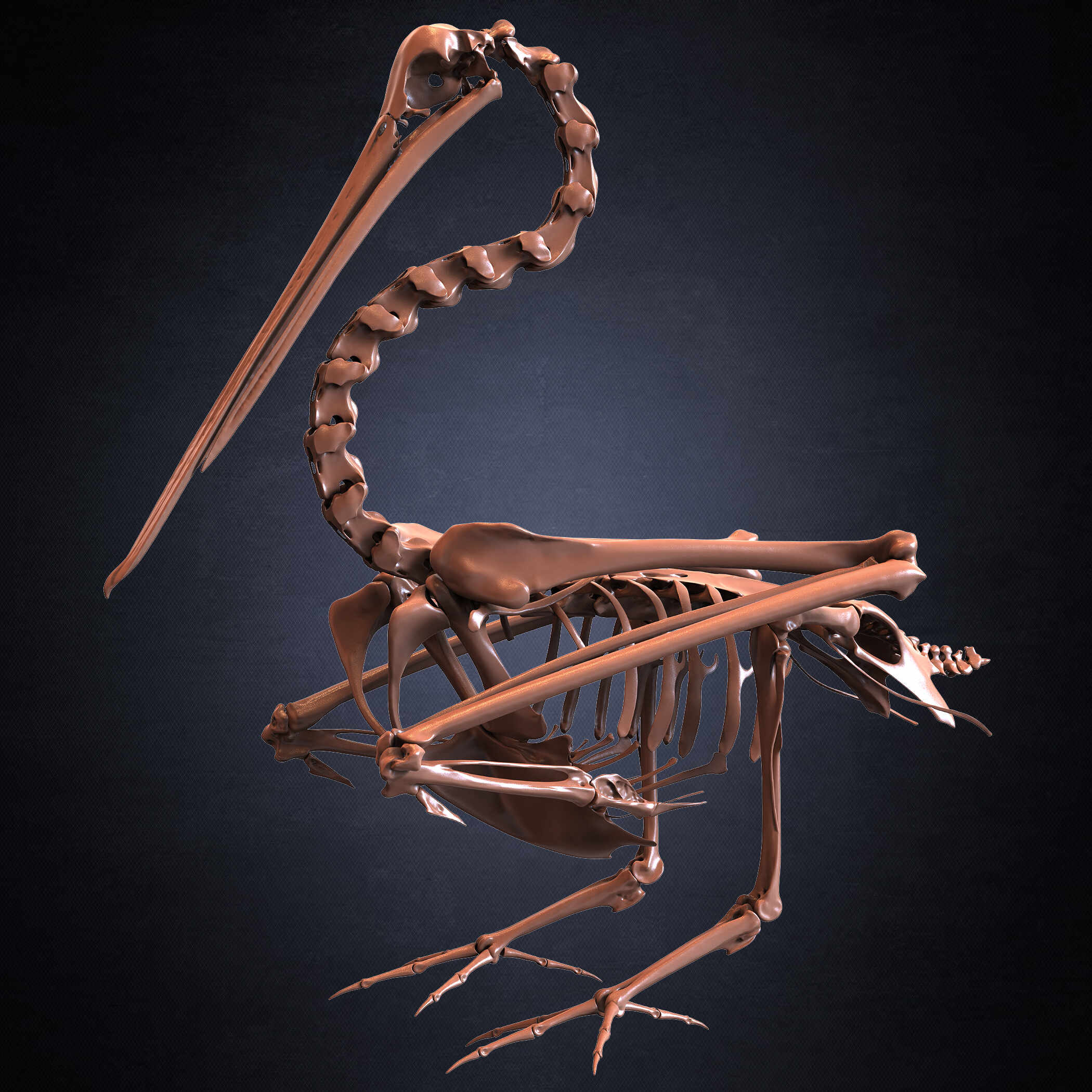 White Pelican Skeleton 3D Model - ZBrushCentral