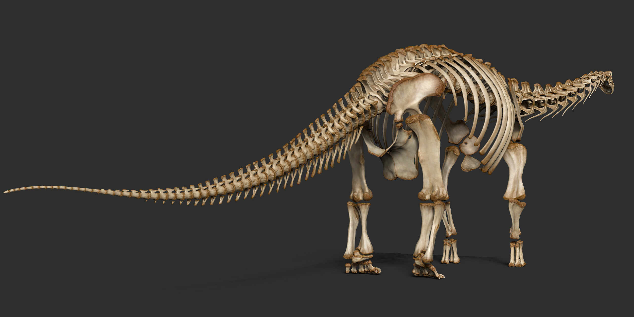 Cooper. Australotitan cooperensis. Reconstruction and LIFE-SIZE ...