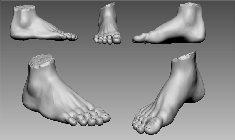 Anatomy lessons. - ZBrushCentral