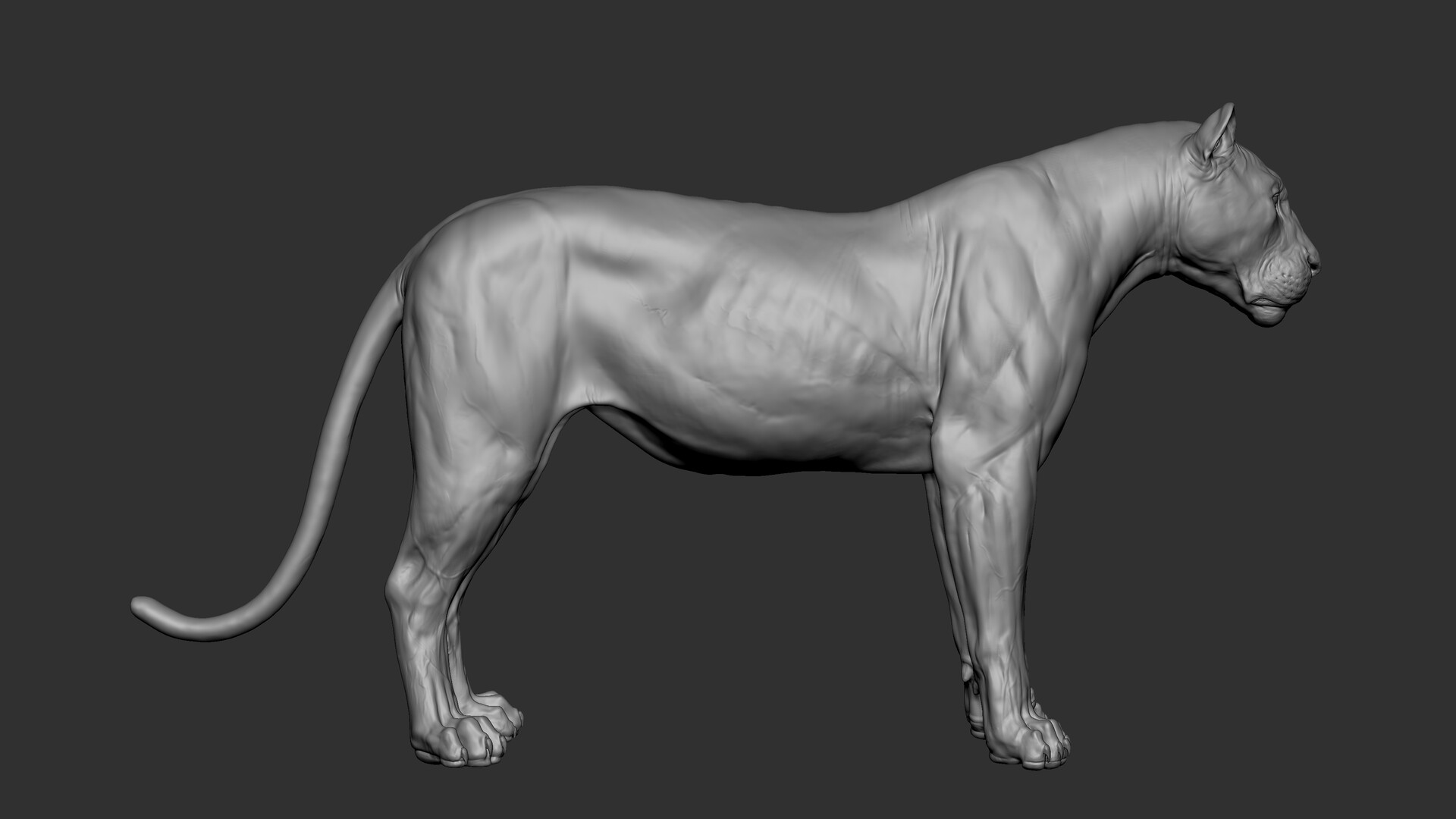 Lioness anatomy study - ZBrushCentral