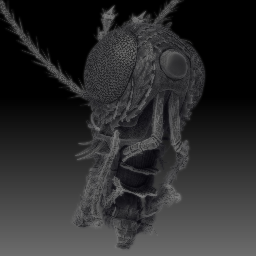 Personal practice----a bug - ZBrushCentral