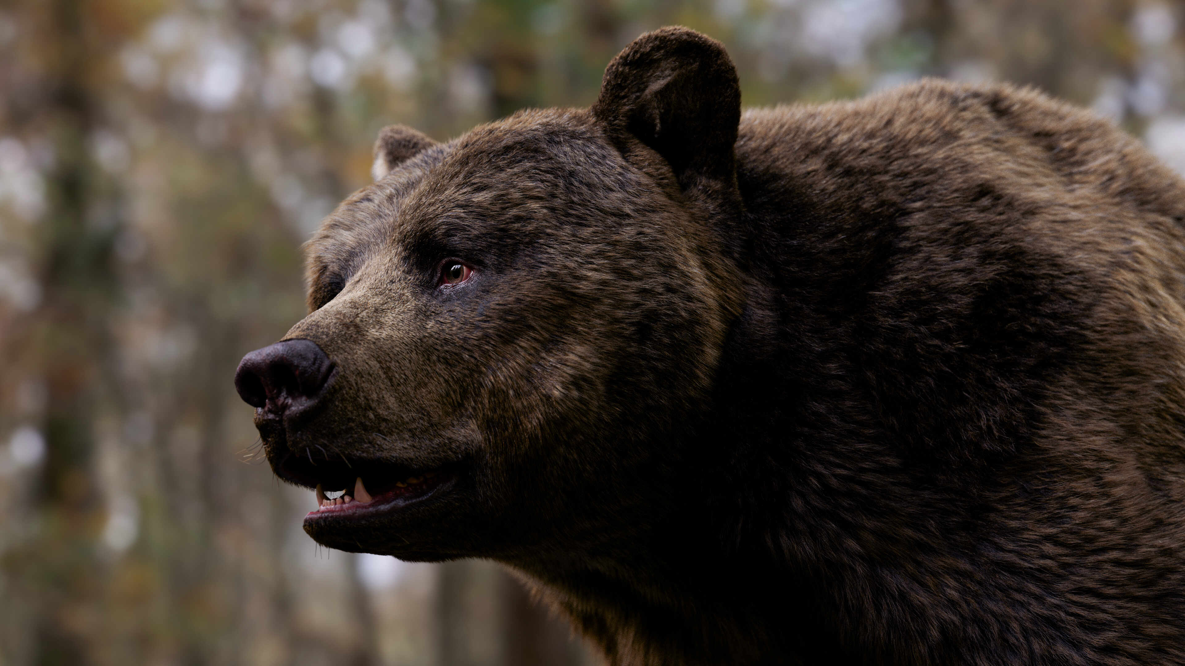 Grizzly Bear - ZBrushCentral