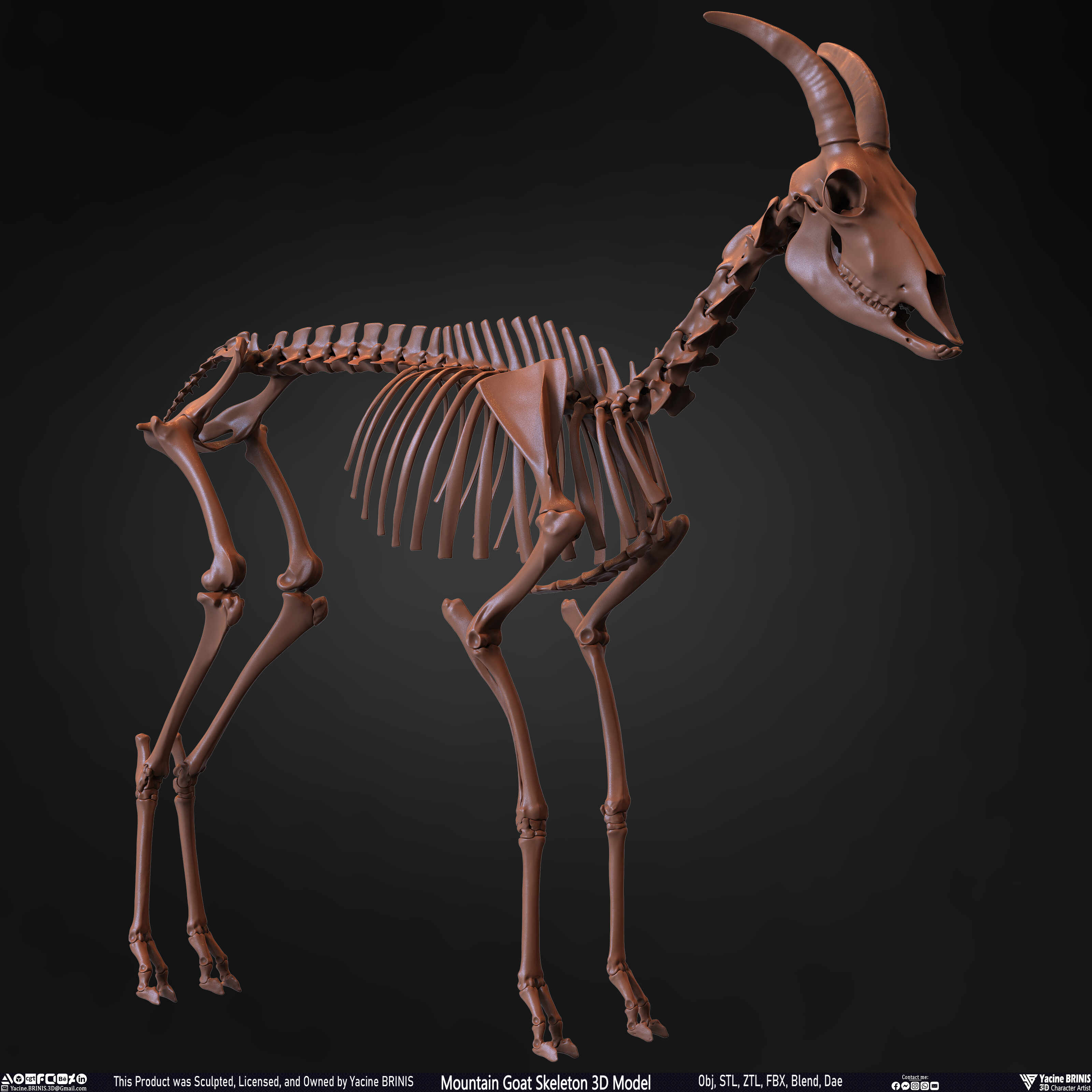 Mountain Goat Skeleton 3D Model - ZBrushCentral