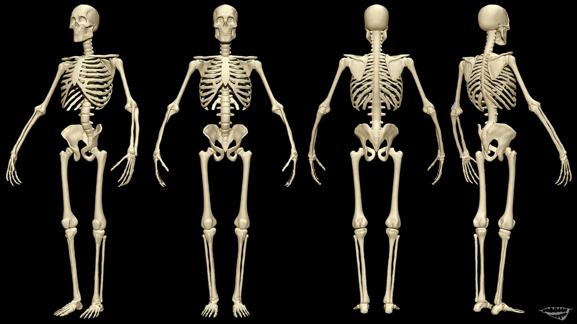 Male Skeleton - Anatomy Study - ZBrushCentral