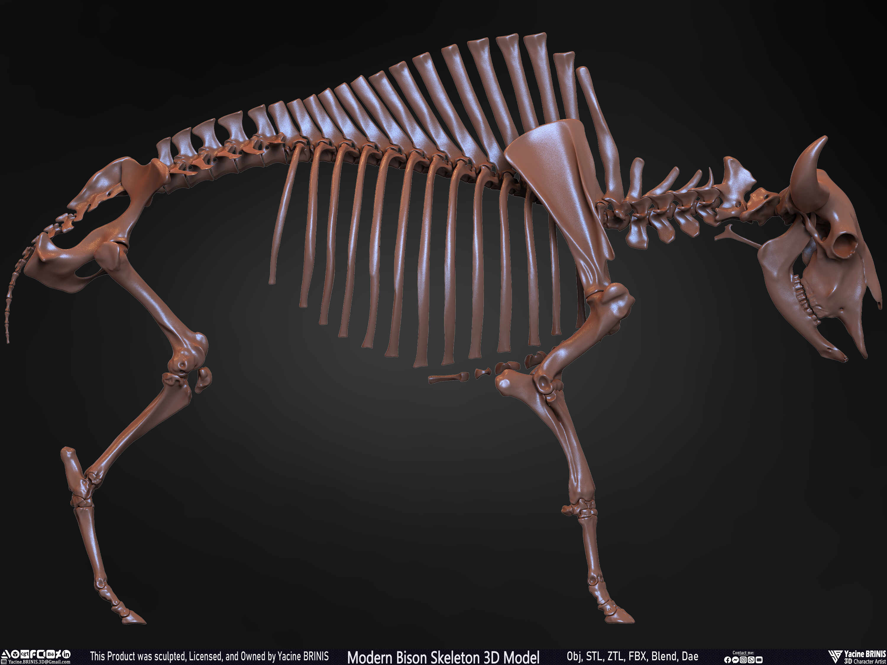 Modern Bison Skeleton 3D Model - ZBrushCentral
