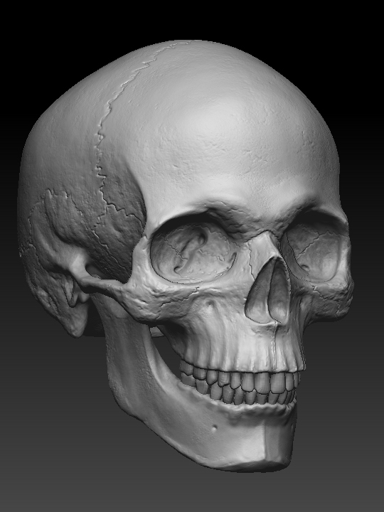 Human skull - ZBrushCentral
