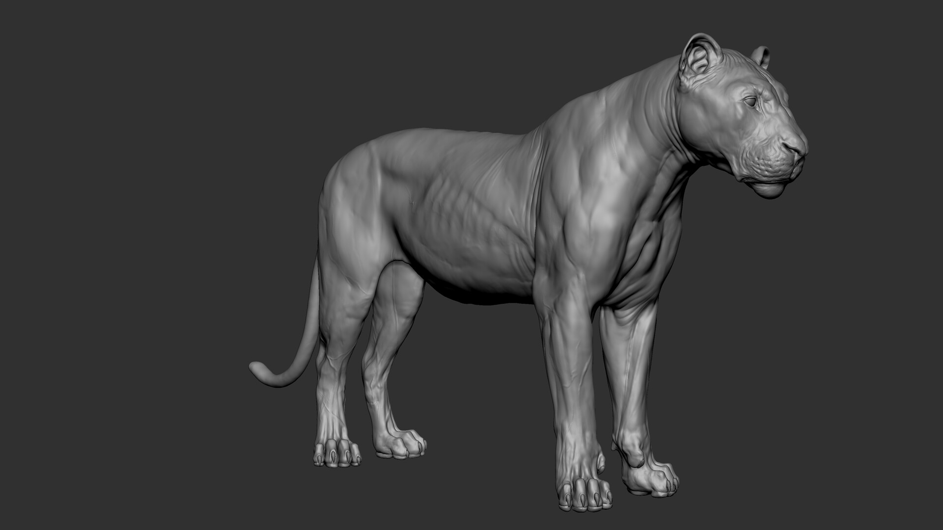 Lioness anatomy study - ZBrushCentral
