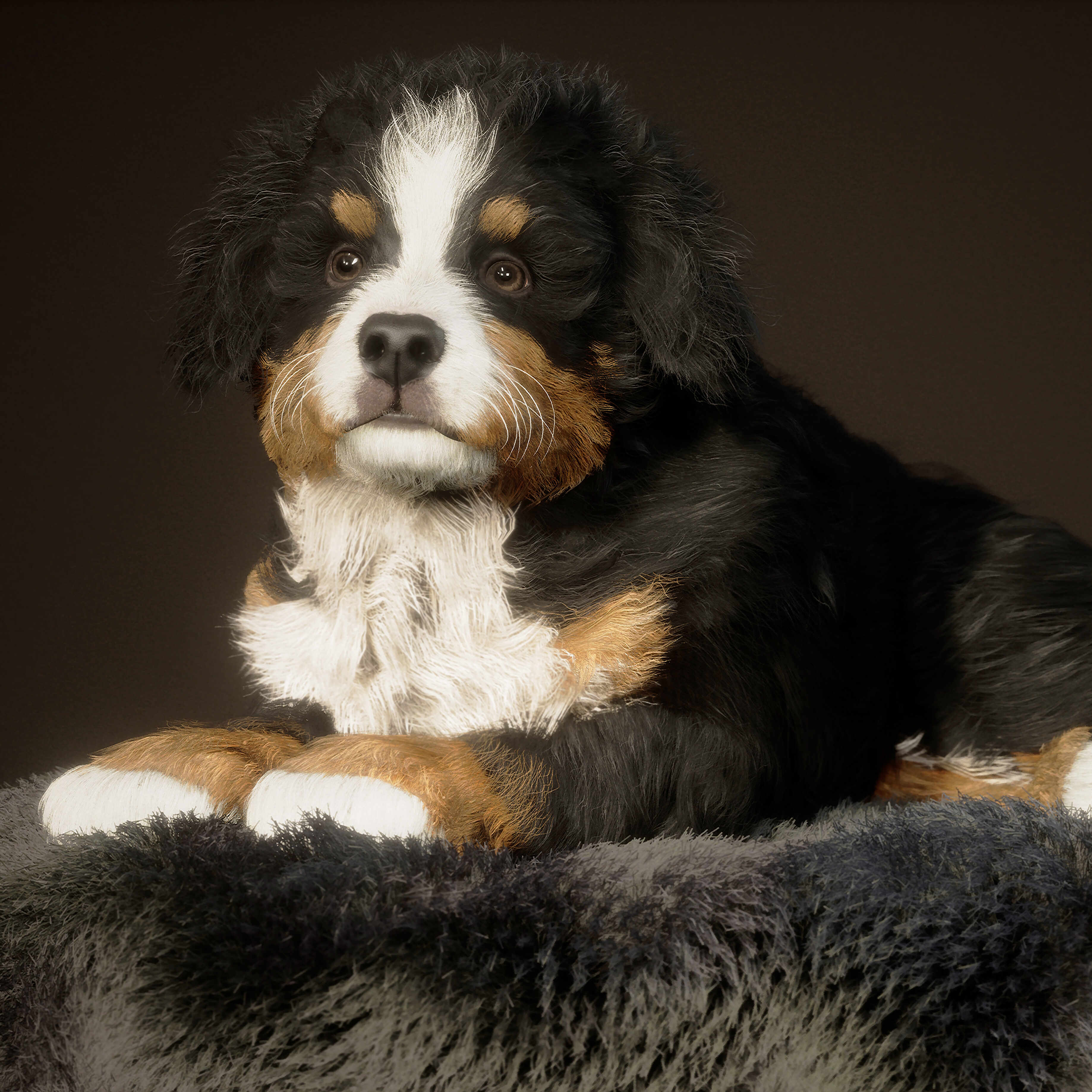 Digital Dog Mounti - Realtime cards Fur - Unreal engine 5 - ZBrushCentral