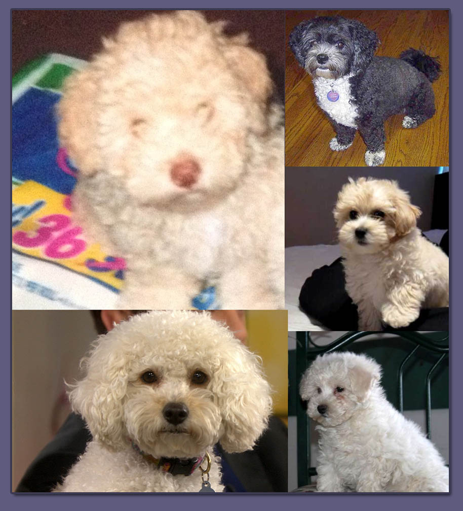 Puppy - Early WIP - Curly Fur? - ZBrushCentral