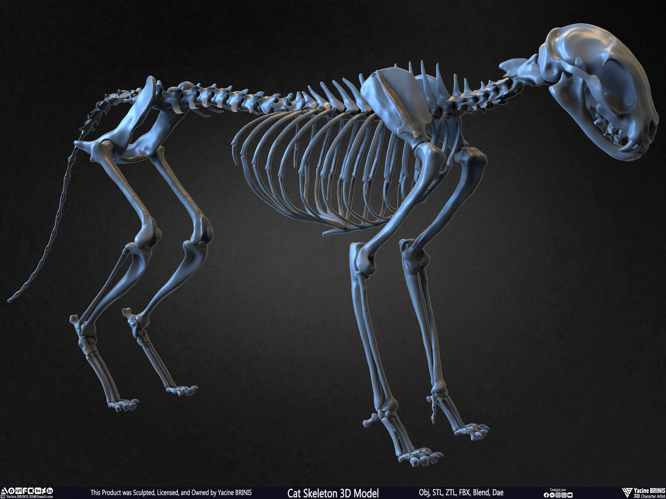 Cat Skeleton 3D Model - ZBrushCentral
