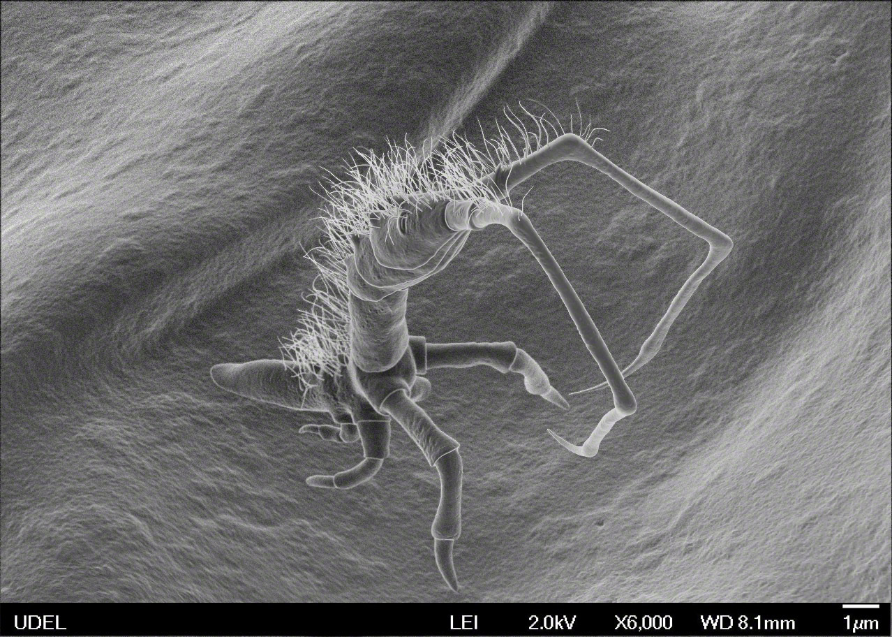 The Tongue Louse - ZBrushCentral