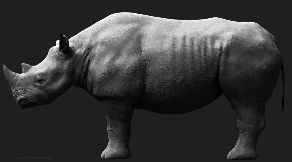 Rhinoceros - ZBrushCentral