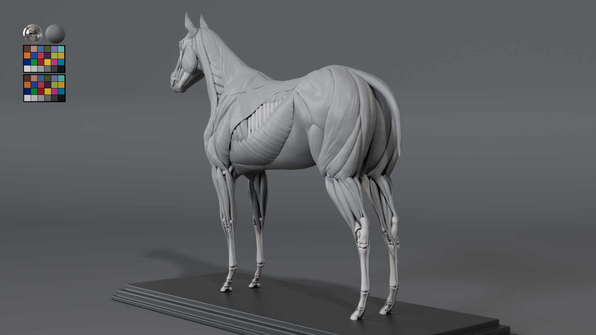 Horse Ecorche - ZBrushCentral
