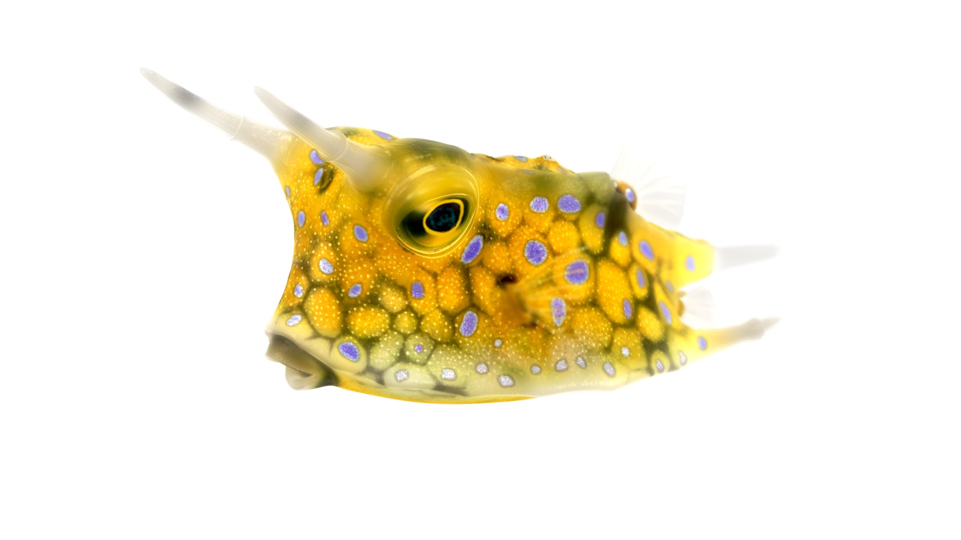 Cowfish - ZBrushCentral