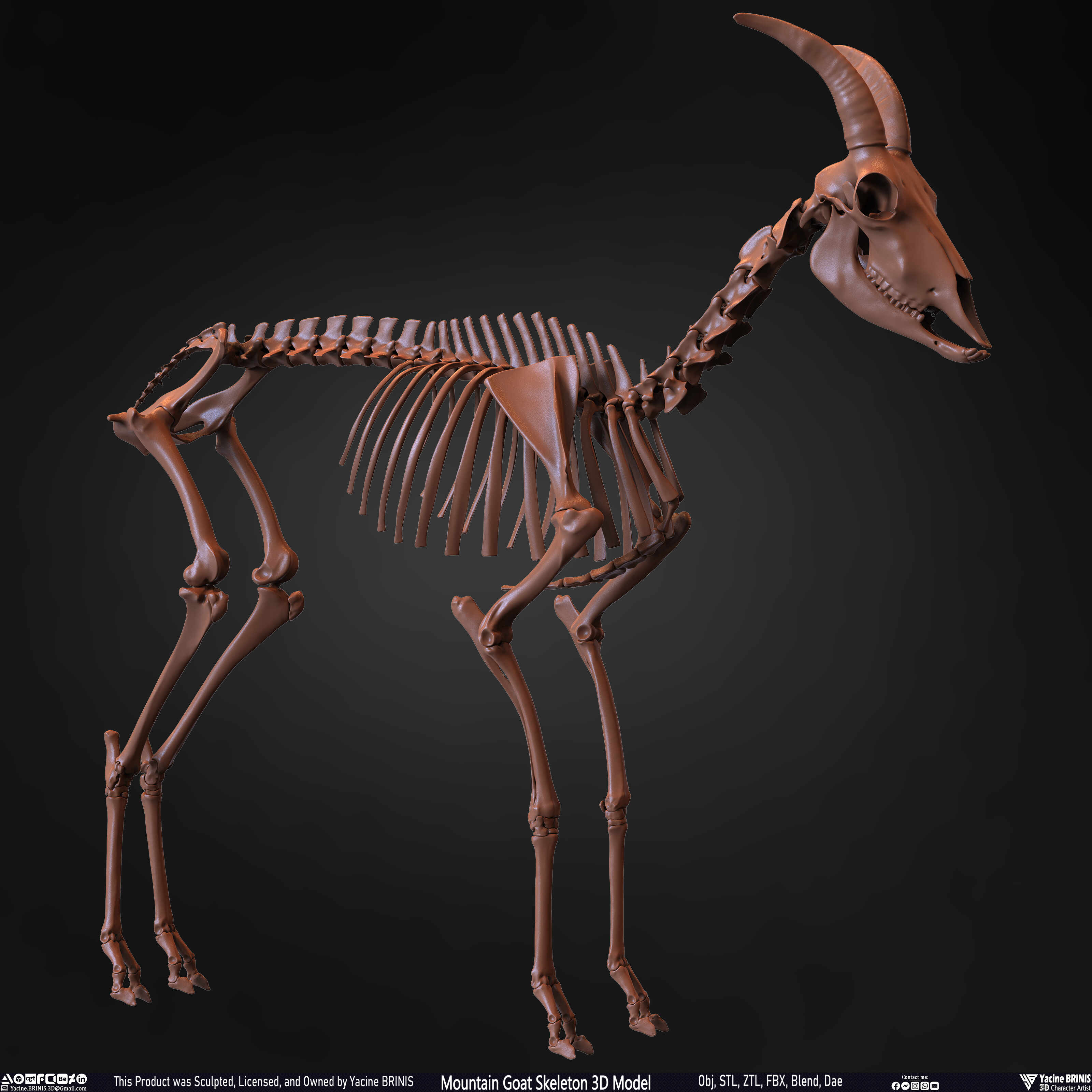 Mountain Goat Skeleton 3D Model - ZBrushCentral