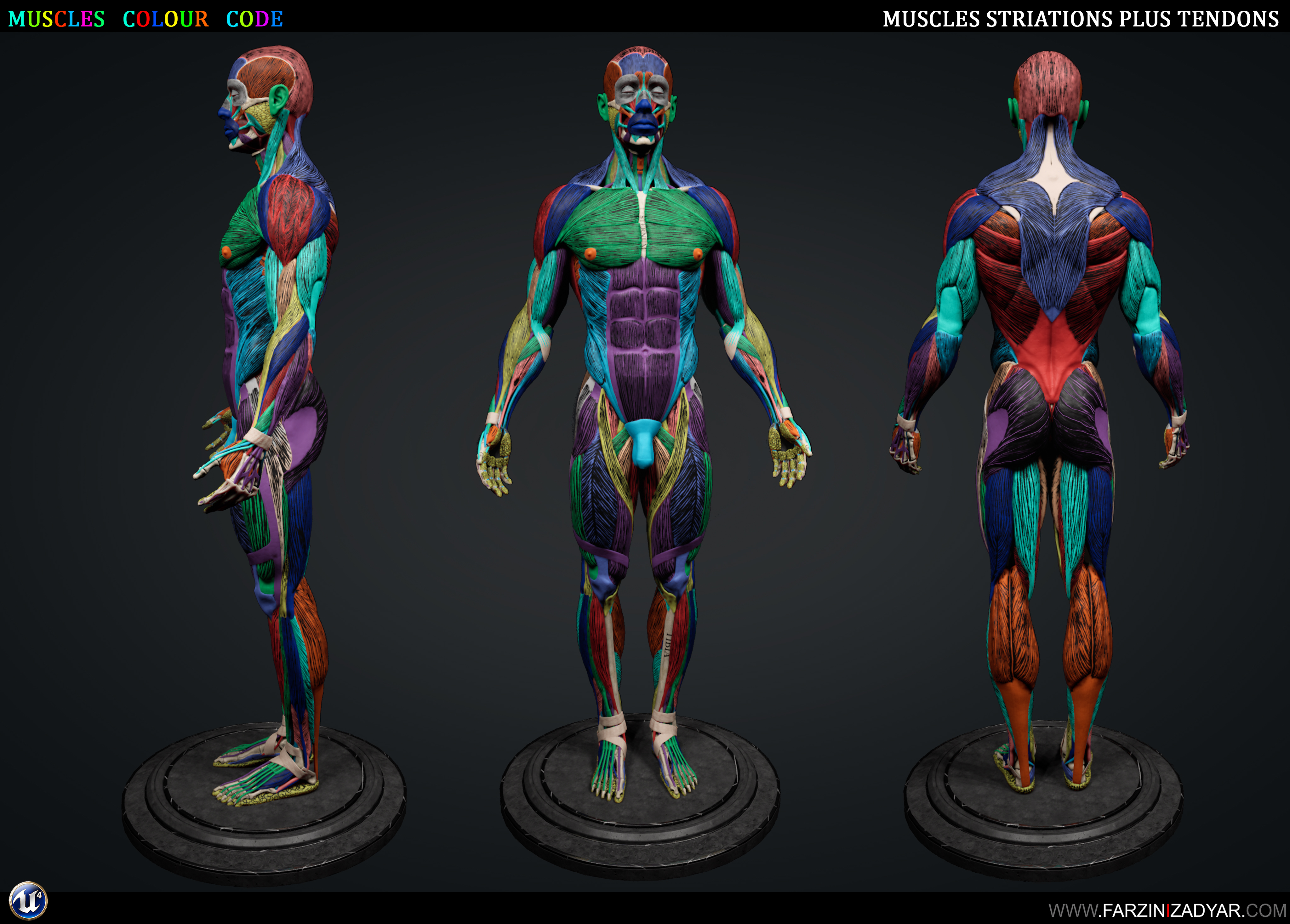 Human Anatomy Kit - ZBrushCentral