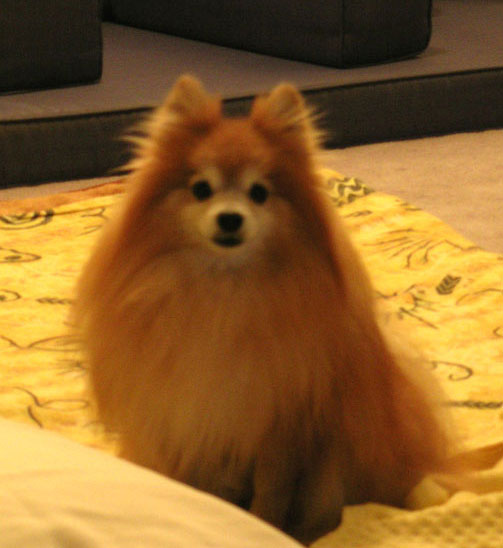 My little shadow (COCO) - ZBrushCentral