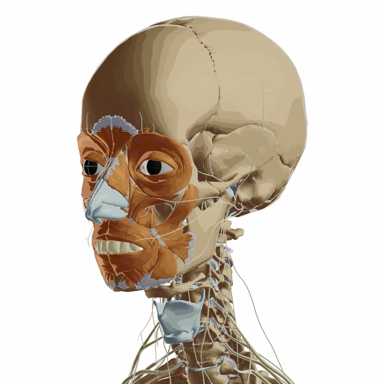 Ape / Gorilla Anatomy Practice - ZBrushCentral