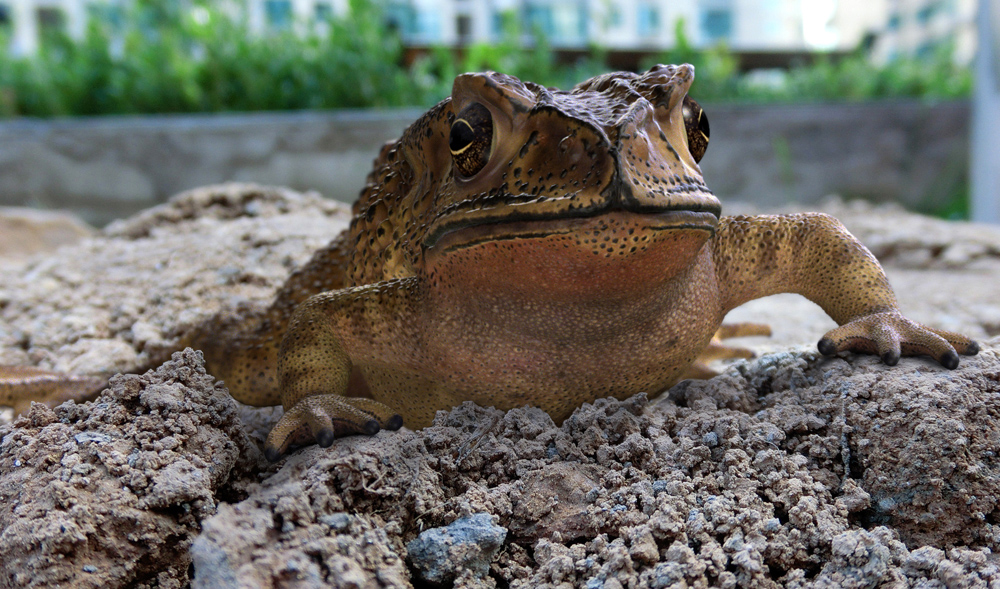 Toad - ZBrushCentral