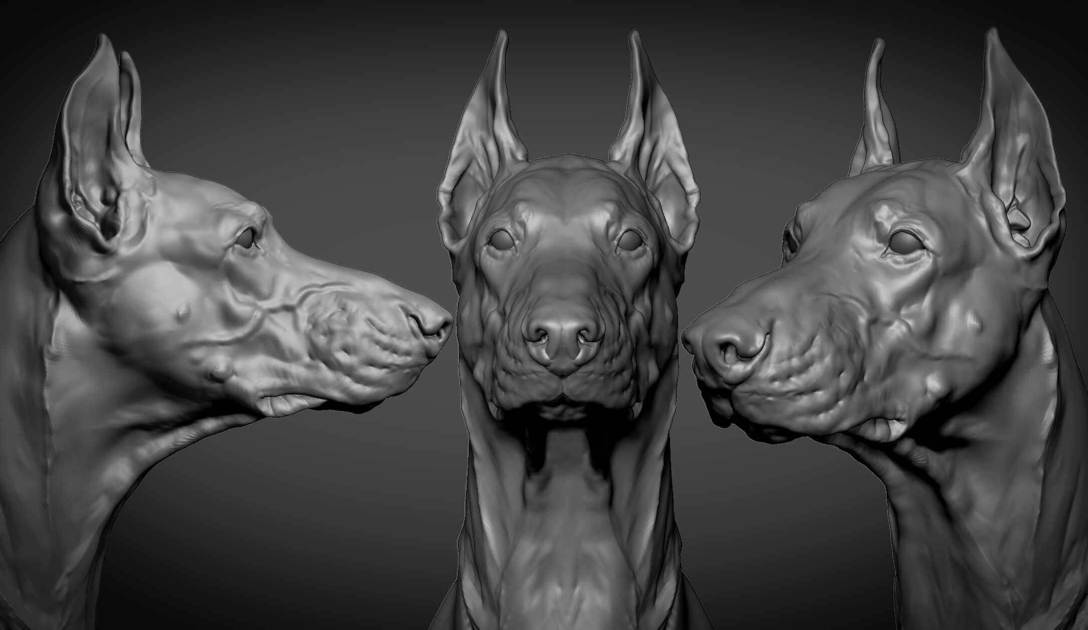 Doberman - Head( Timelapse VIDEO) - ZBrushCentral