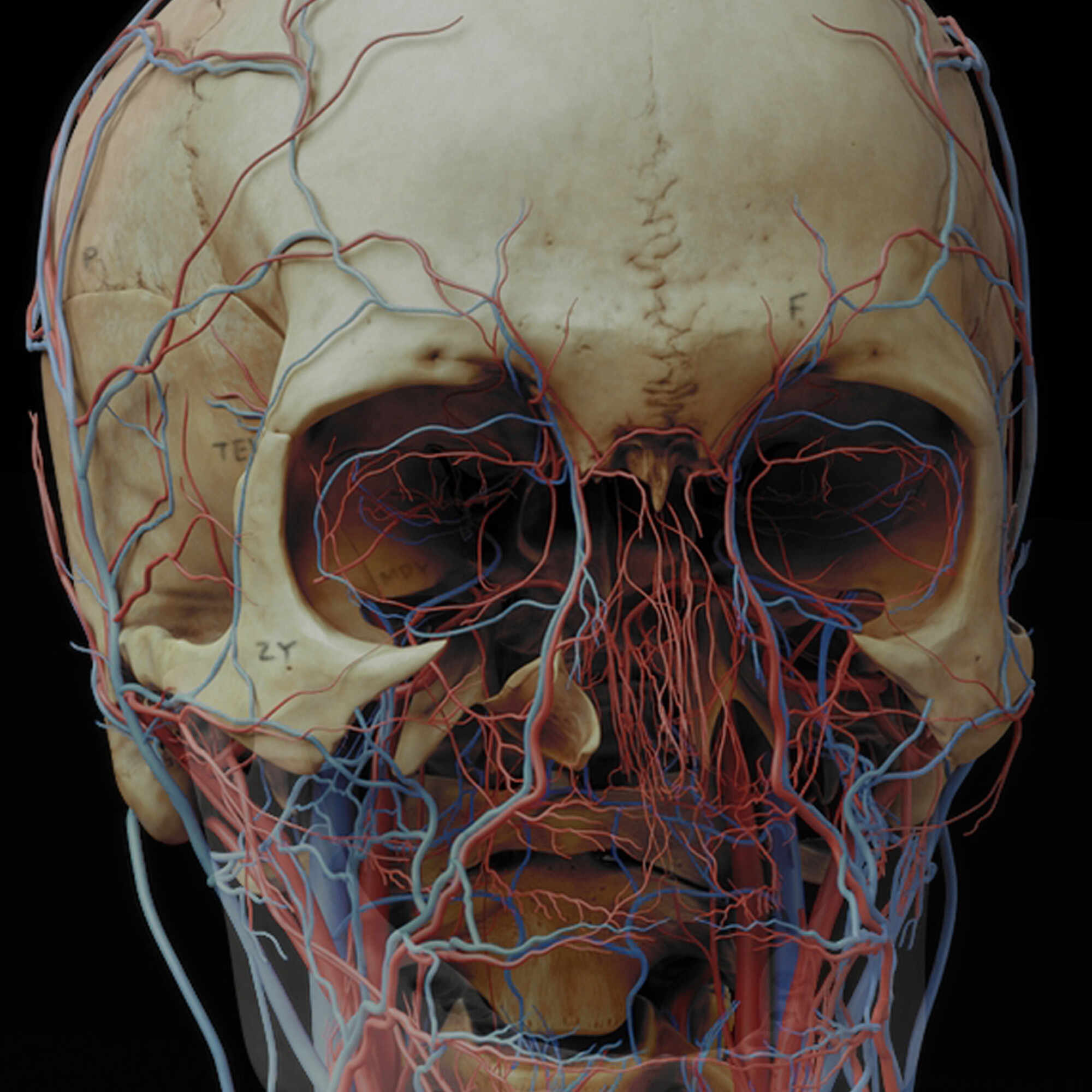 Anatomy Revealed I - ZBrushCentral
