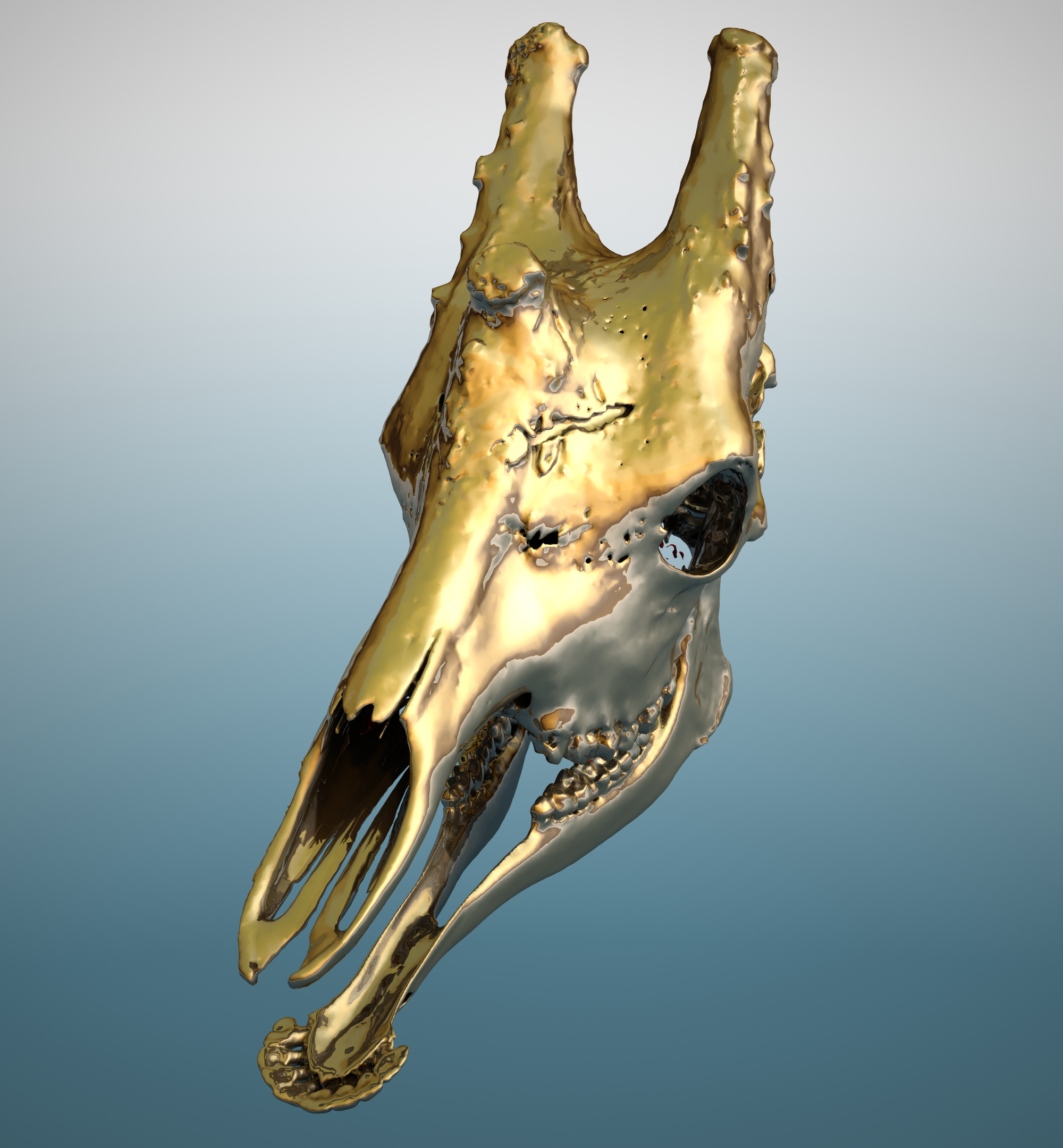Giraffe skull - ZBrushCentral