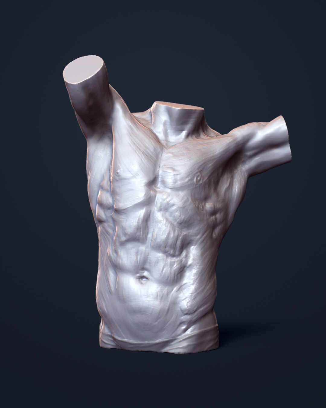 Male Torso Reference