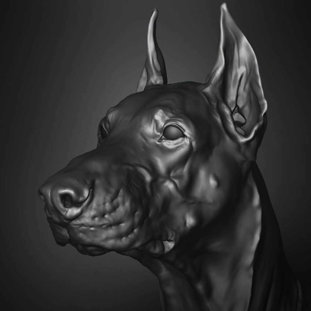 Doberman - Head( Timelapse VIDEO) - ZBrushCentral