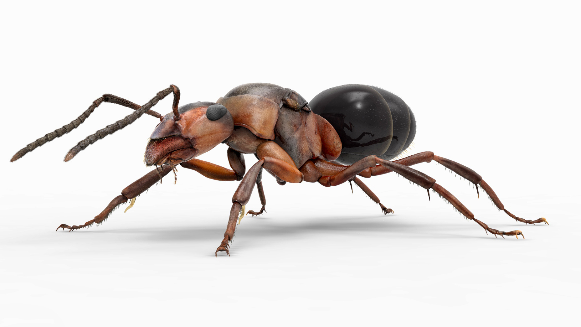 ZBrush GREAT for insects - ZBrushCentral