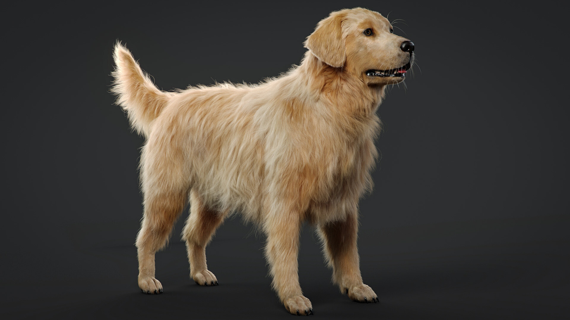 Dog sculpting, grooming, rendering - ZBrushCentral