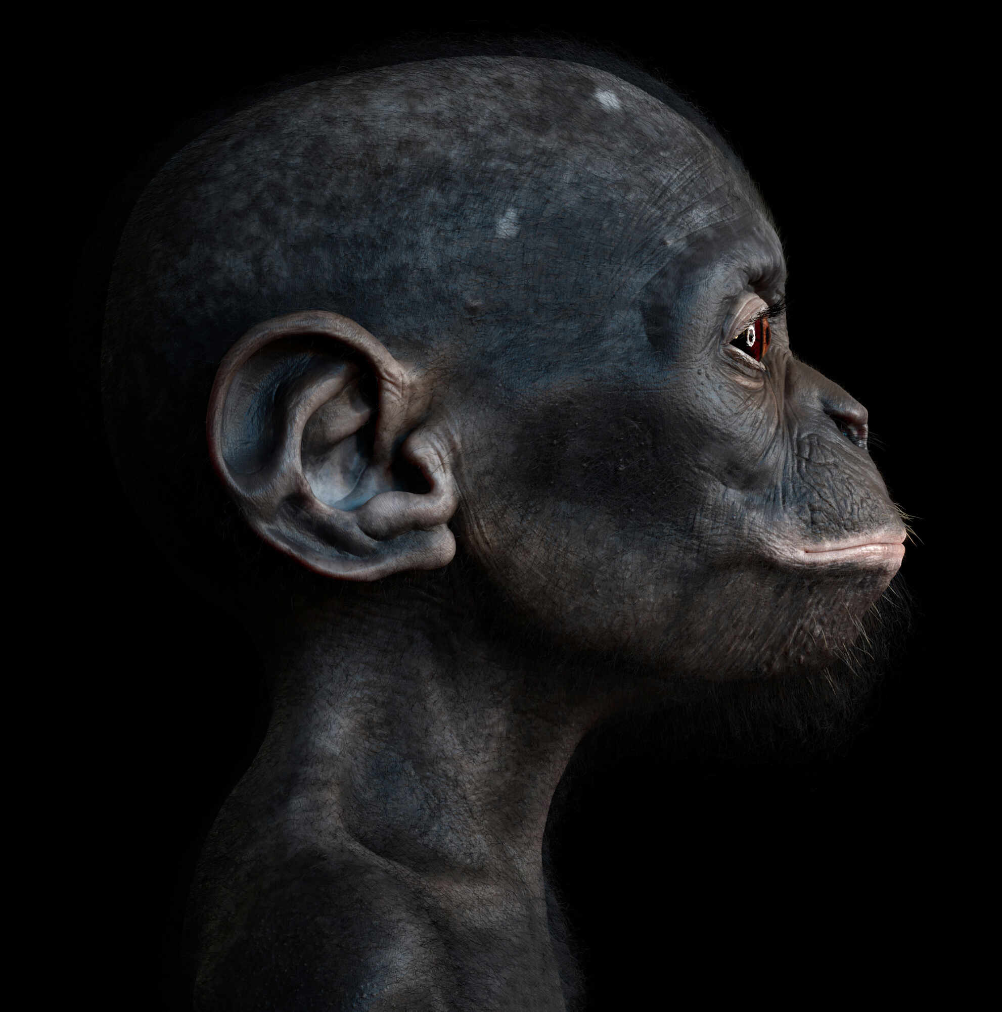 Young Bonobo Ape - ZBrushCentral