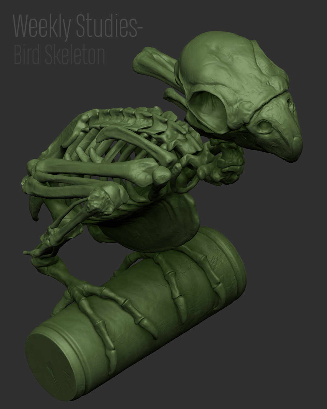 Weekly Study- Bird Skull - ZBrushCentral
