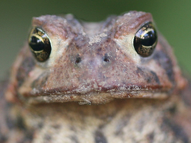 Benyat sketchbook - ZBrushCentral