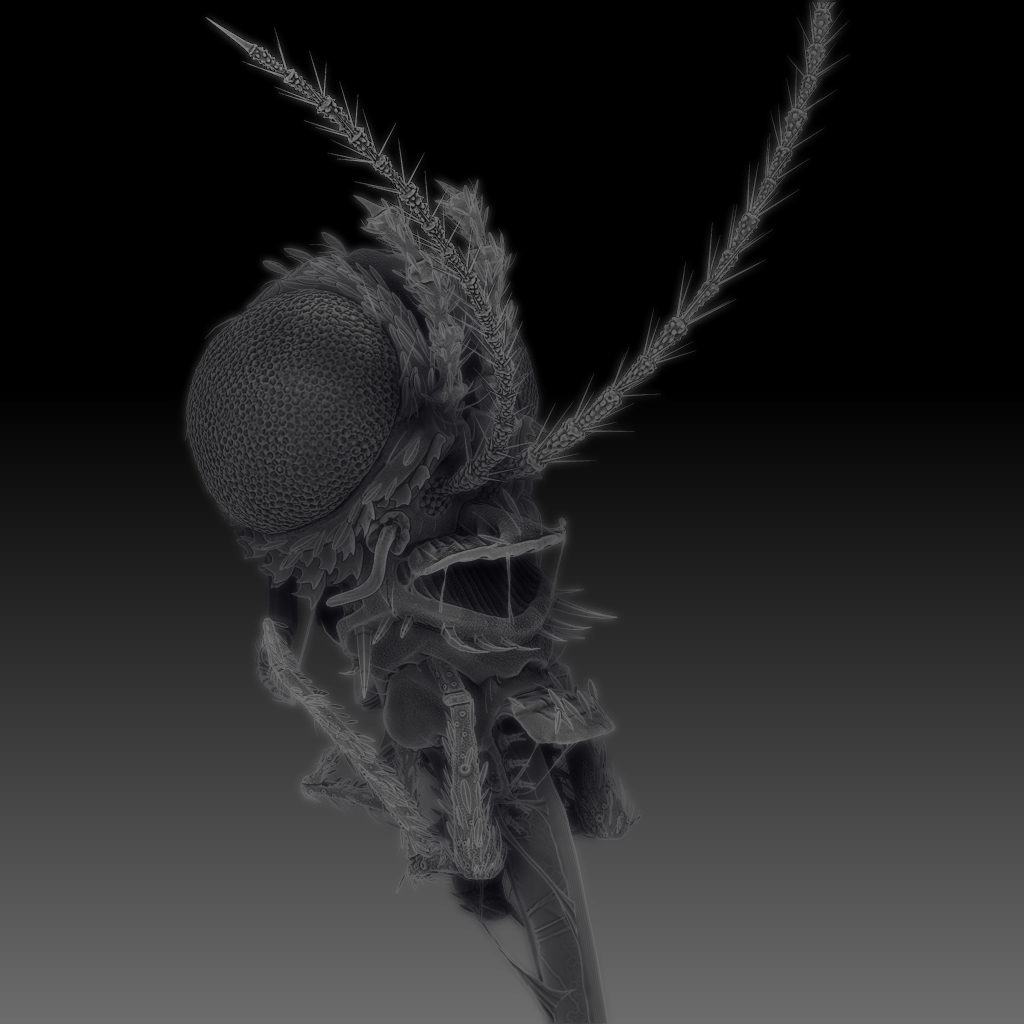 Personal practice----a bug - ZBrushCentral