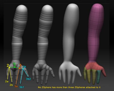 Hand and fingers with zspheres - ZBrushCentral